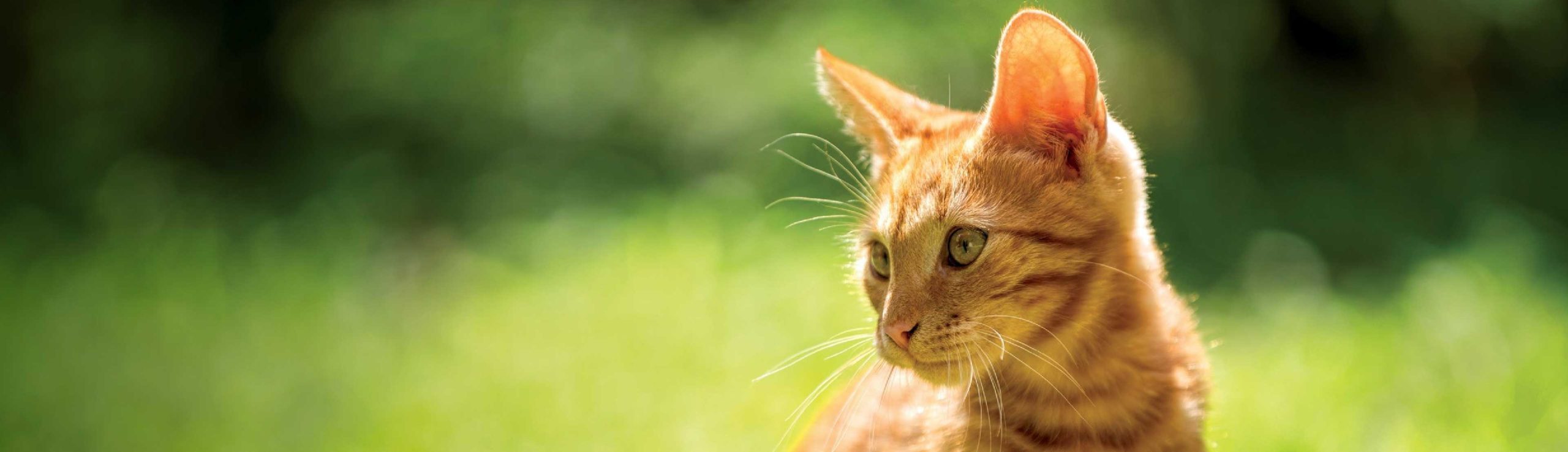 Dental Care Cats - MyVet Springfield Lakes